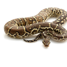 Pythons For Sale Archives - Upriva Reptiles