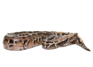 Black Blood Python For Sale - Upriva Reptiles