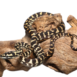 Pythons For Sale Archives - Upriva Reptiles