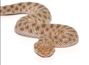 Saharan Sand Viper For Sale - Upriva Reptiles