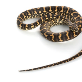 Pythons For Sale Archives - Upriva Reptiles