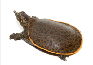 Leopard Softshell Turtles For Sale - Upriva Reptiles