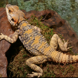 Baby Painted Agama For Sale - Upriva Reptiles
