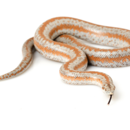 Boas For Sale Archives - Upriva Reptiles