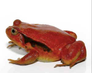 Tomato Frog For Sale USA - Upriva Reptiles