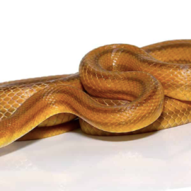 Baby Yellow Rat Snake For Sale - Upriva Reptiles